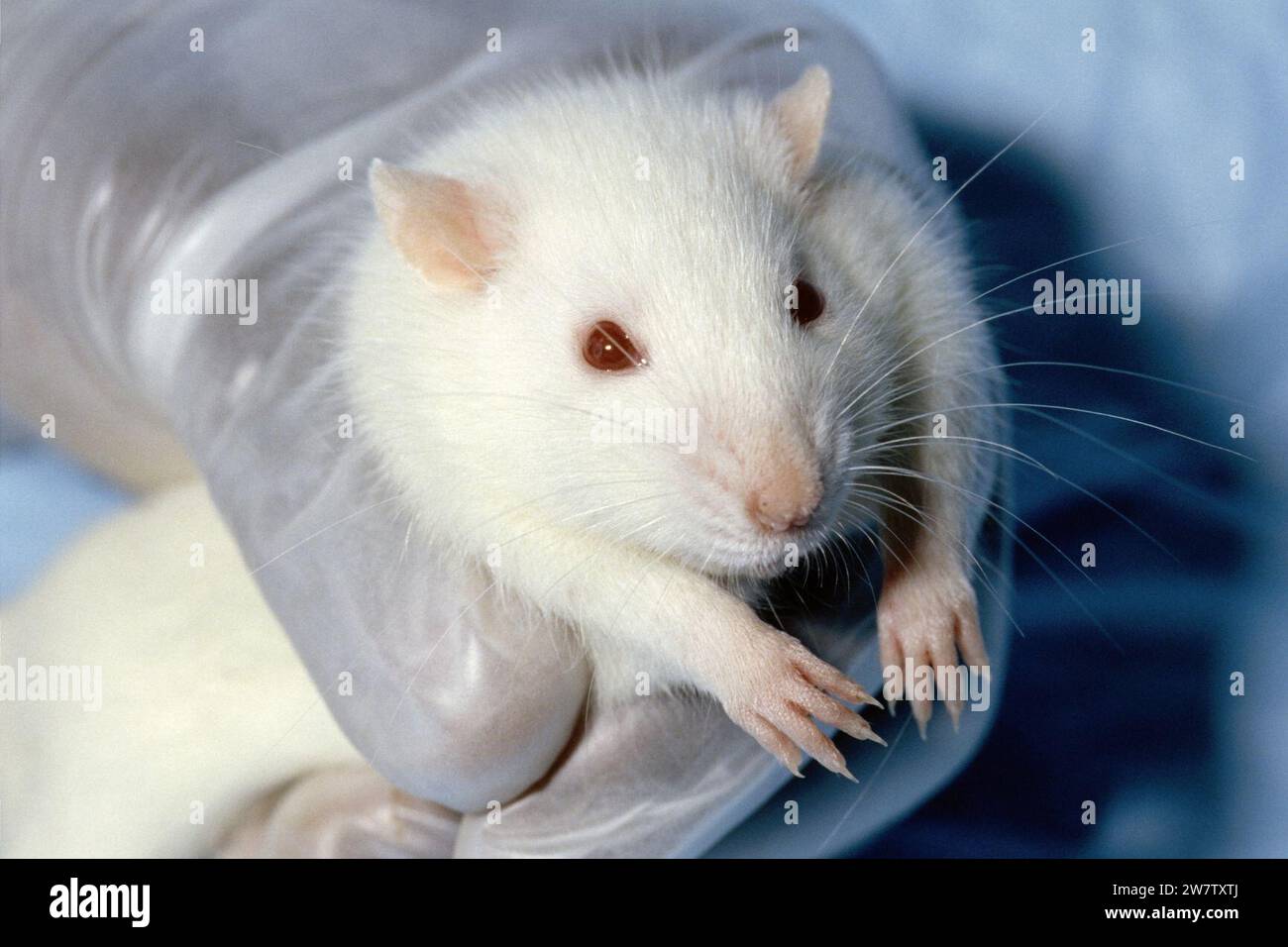 Wistar rat Banque de photographies et d’images à haute résolution - Alamy