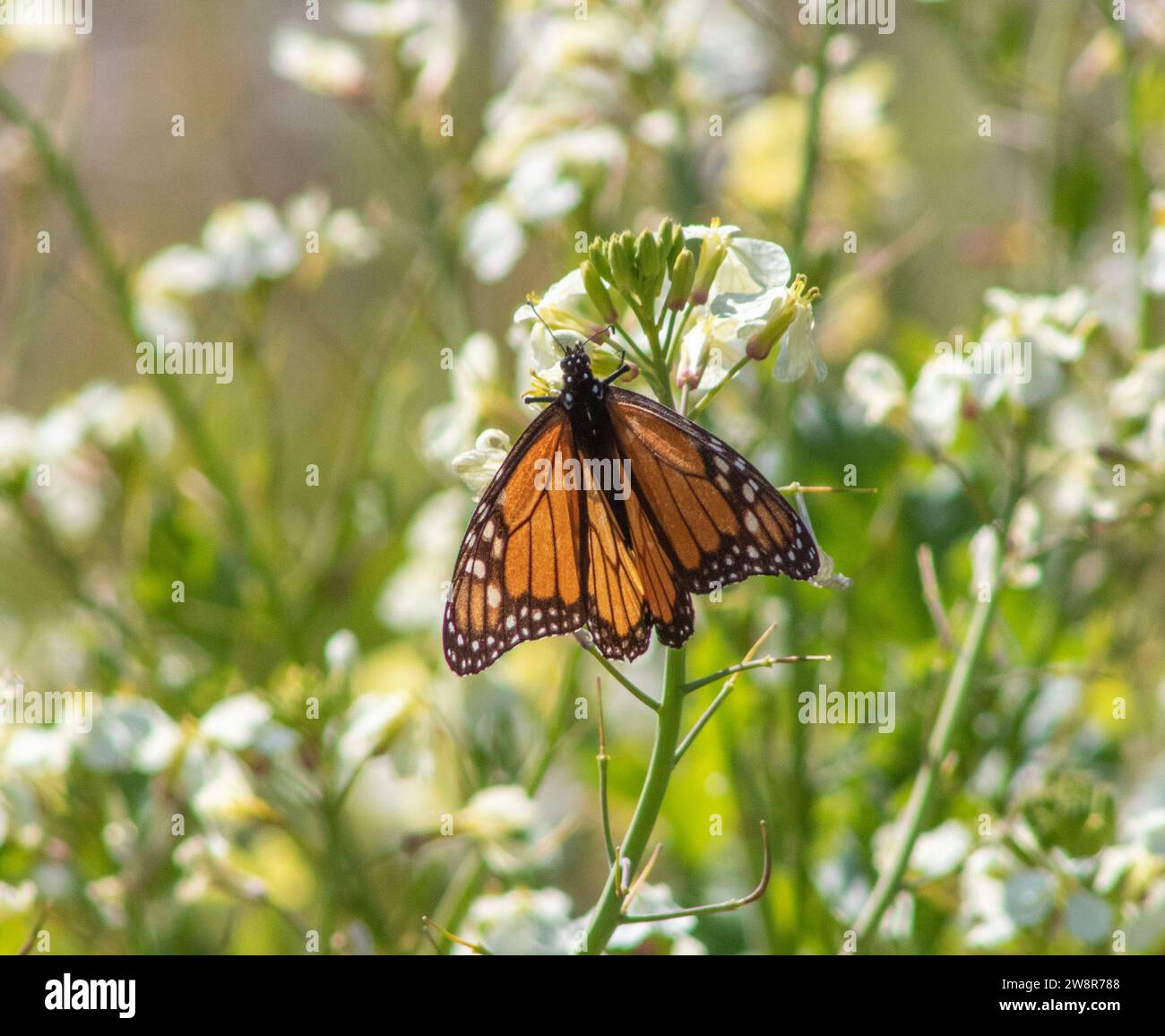 Papillons monarques hiver Banque de photographies et d’images à haute ...