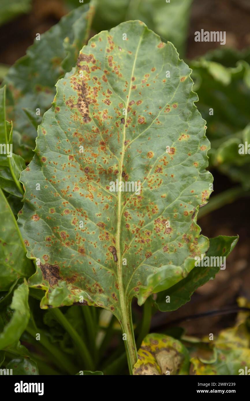 Feuille de betterave sucrière (Beta vulgaris) infectée par la maladie ...