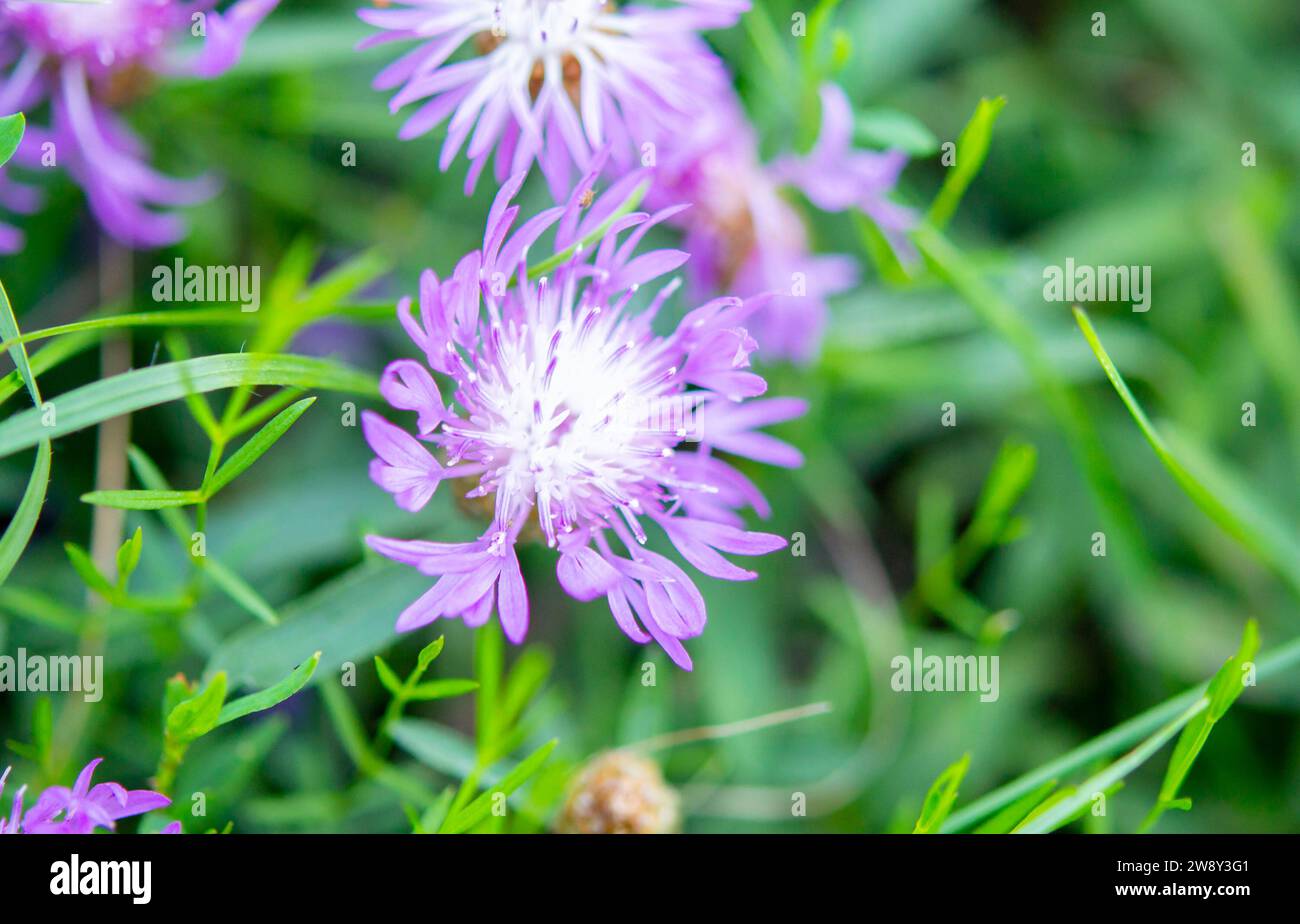 Thin petals Banque de photographies et d’images à haute résolution - Alamy