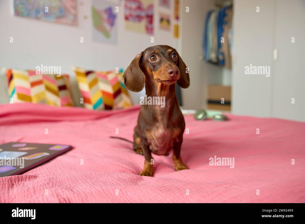 Teckel assis Banque de photographies et d’images à haute résolution - Alamy