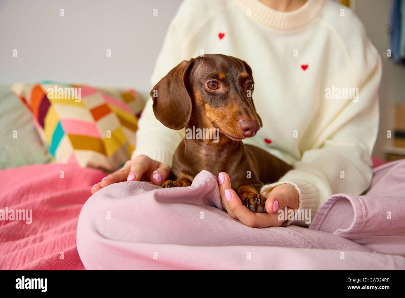 Teckel assis Banque de photographies et d’images à haute résolution - Alamy