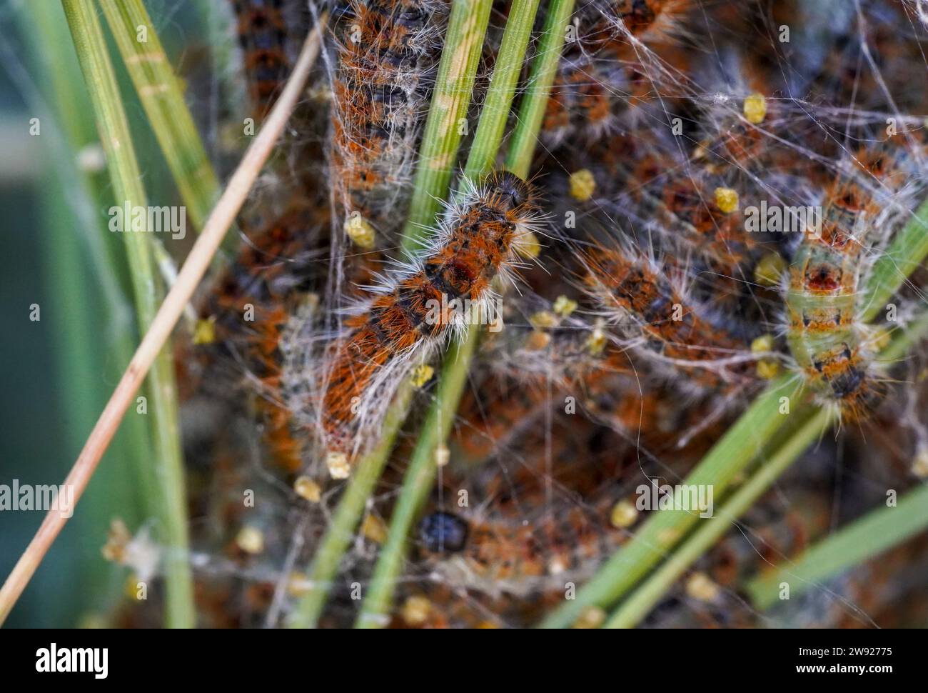 Chenilles processionnaires du pin, Thaumetopoea pityocampa, larves ...