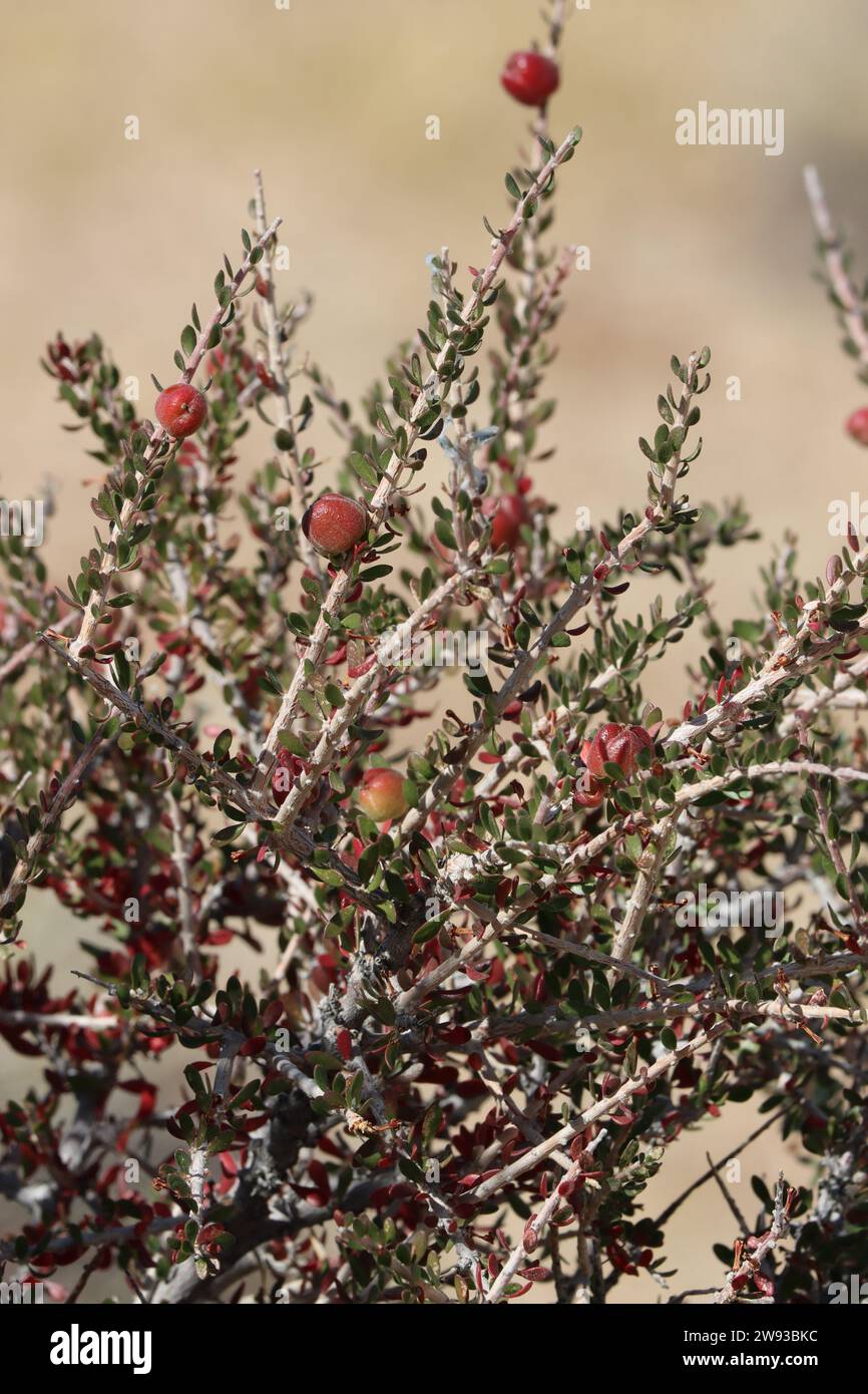 Halls Purple Bush, Tetracoccus hallii, un arbuste dioïque indigène ...