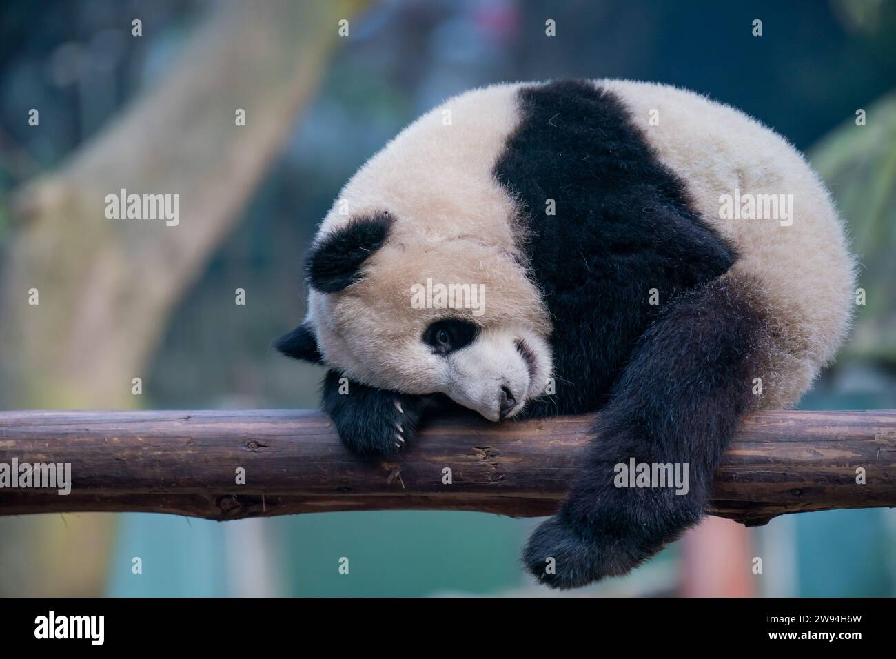 CHONGQING, CHINE - 23 DÉCEMBRE 2023 - Un panda géant dort au zoo de ...