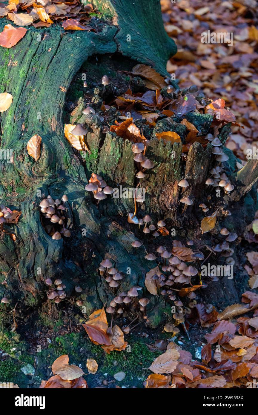 Champignon anglais Banque de photographies et d’images à haute ...