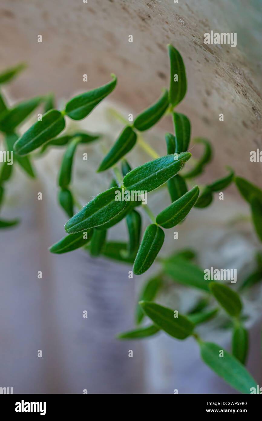 Cultiver des plants dans du papier hygiénique. Jeunes pousses de ...