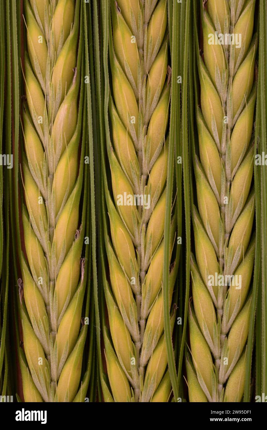 Gros plan sur trois têtes de maturation d'orge à deux rangs ou Hordeum ...