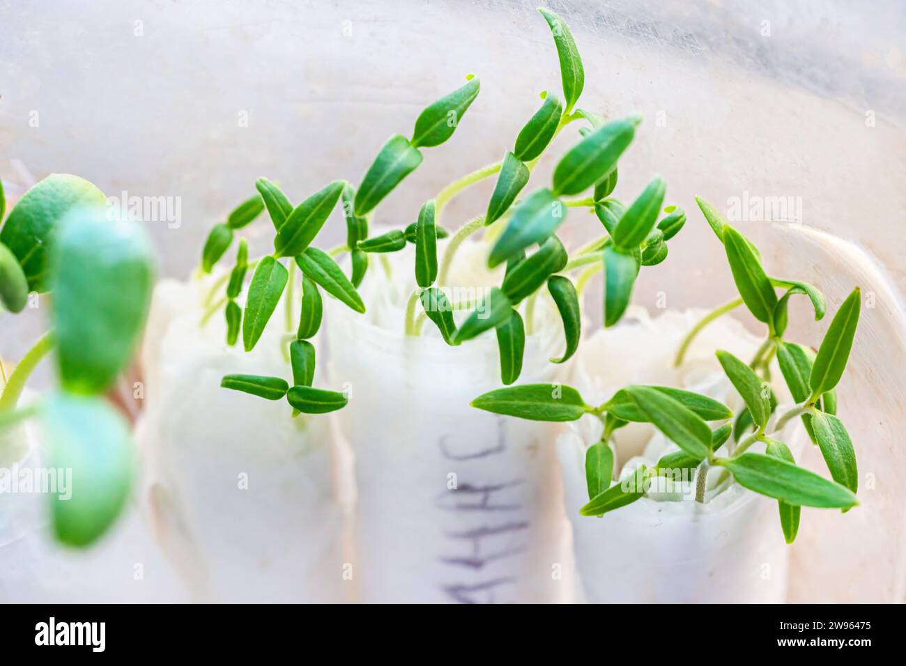 Germination des plantules dans le papier. Méthodes de plantation de ...
