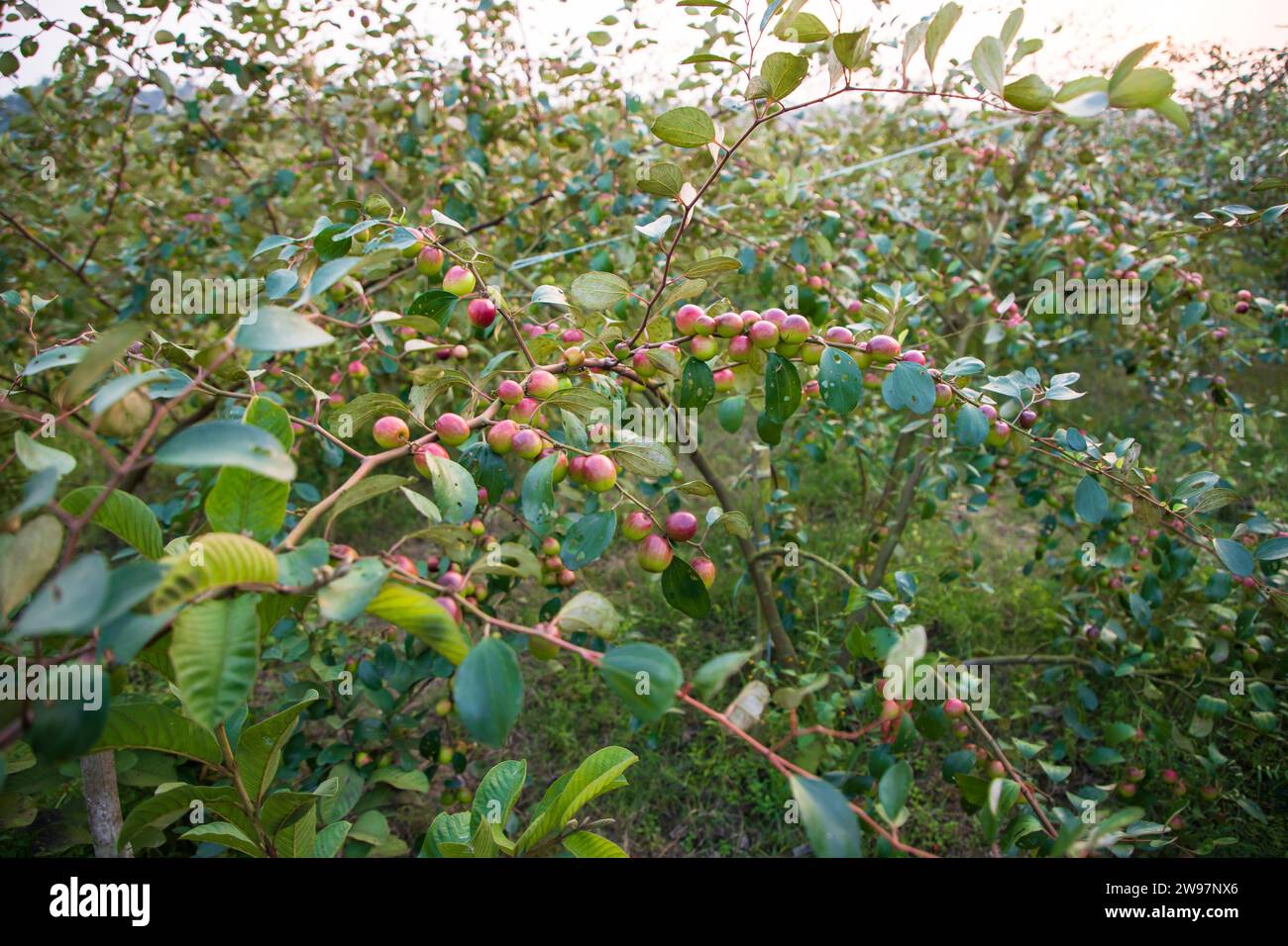 Arbre fruitier avec des fruits de jujube rouge non mûrs ou de pomme kul ...