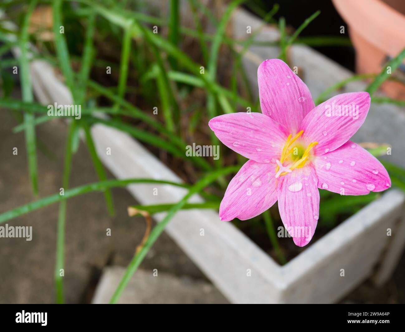 Fleur de lis de pluie Banque de photographies et d’images à haute résolution - Alamy