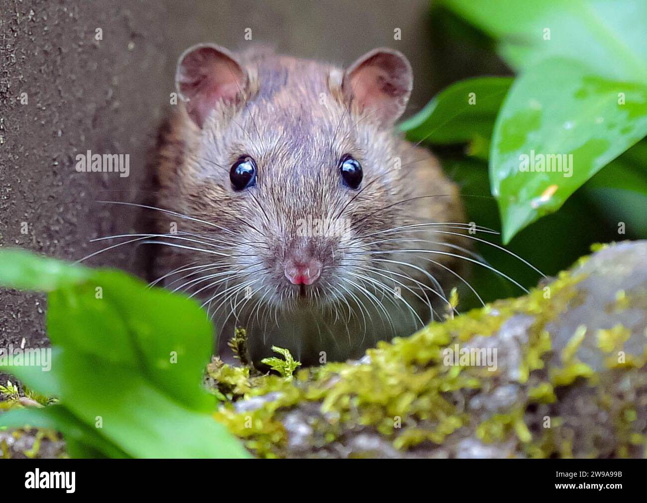 Photo de dossier datée du 25/01/21 d'un rat. Les pannes causées par les animaux entrant dans les ...