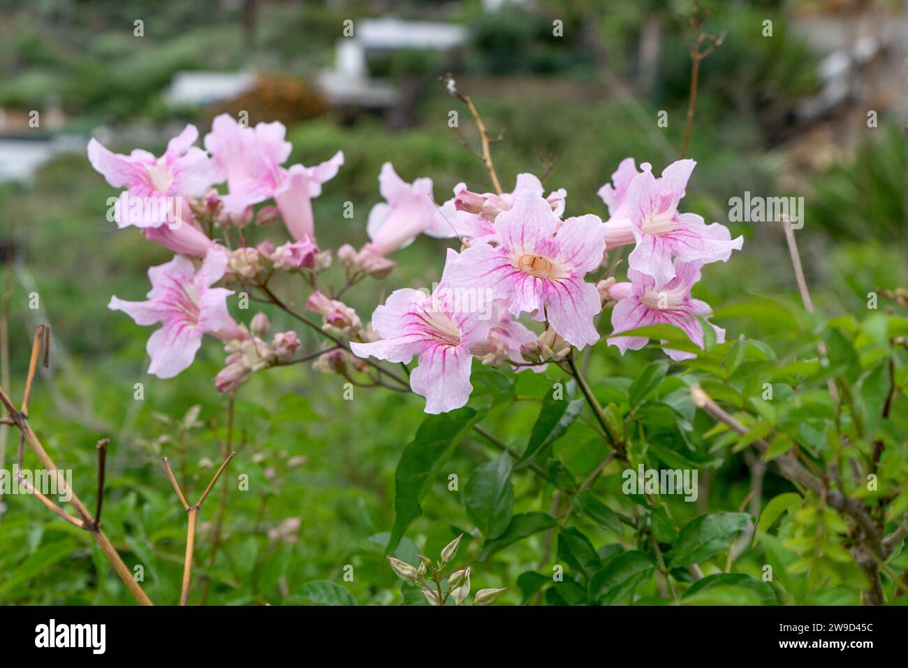 Pink bignonia Banque de photographies et d’images à haute résolution ...