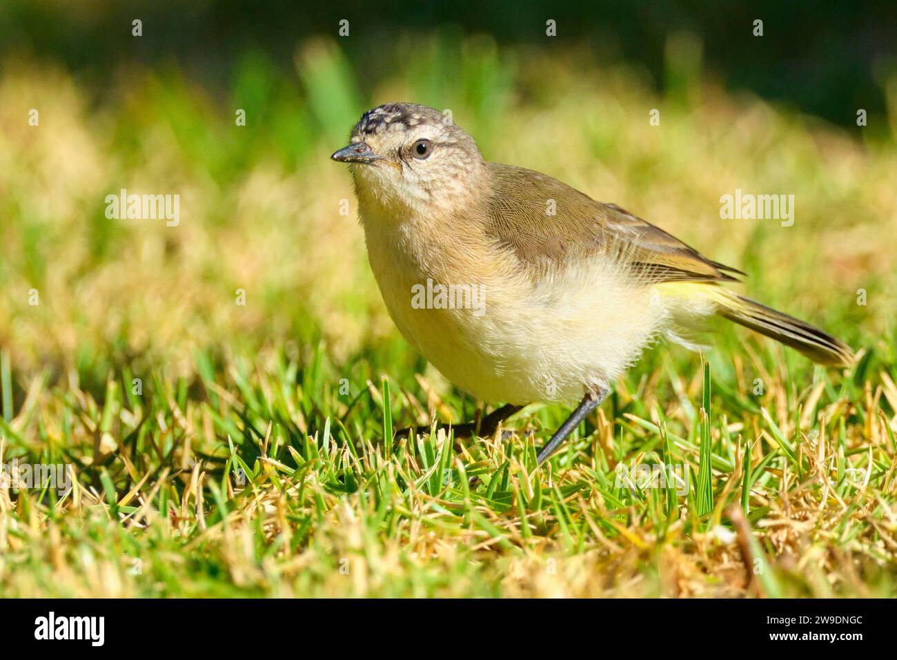 Un jeune Thornbill à rumpe jaune, Acanthiza chrysorrhoa, un oiseau ...