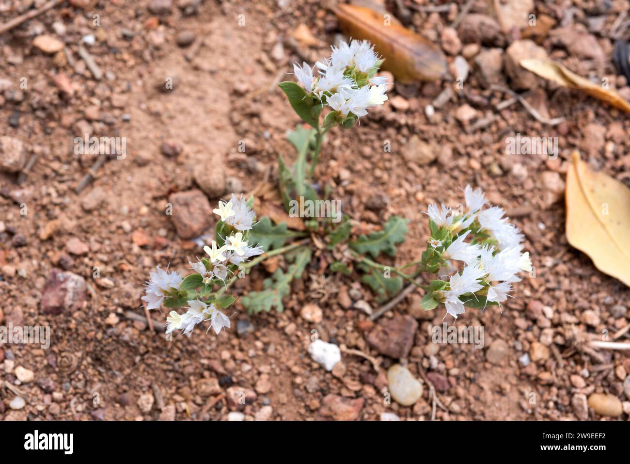 Limonium lobatum est une herbe annuelle originaire du sud-est de l ...