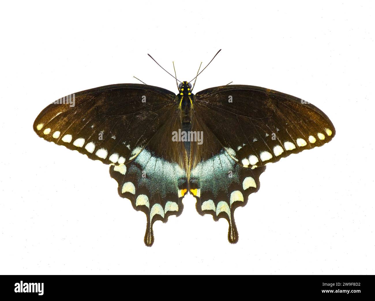 Papillon nuage vert Banque d'images détourées - Alamy