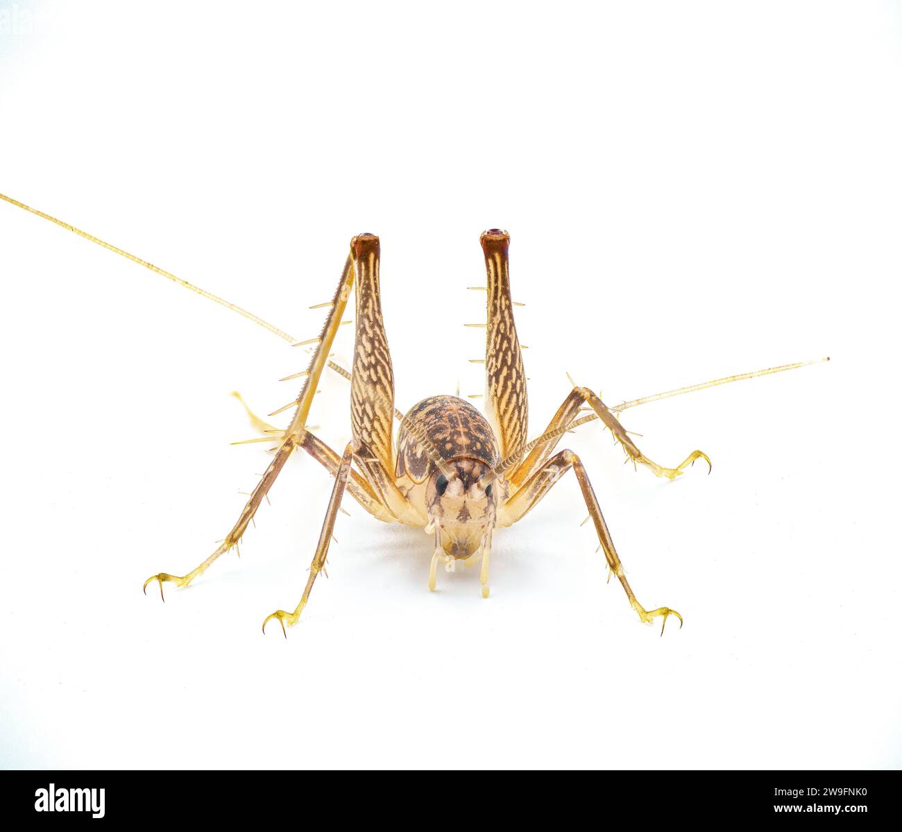 Tortue Gopher, cricket de caverne ou de chameau - Ceuthophilus latibuli ...