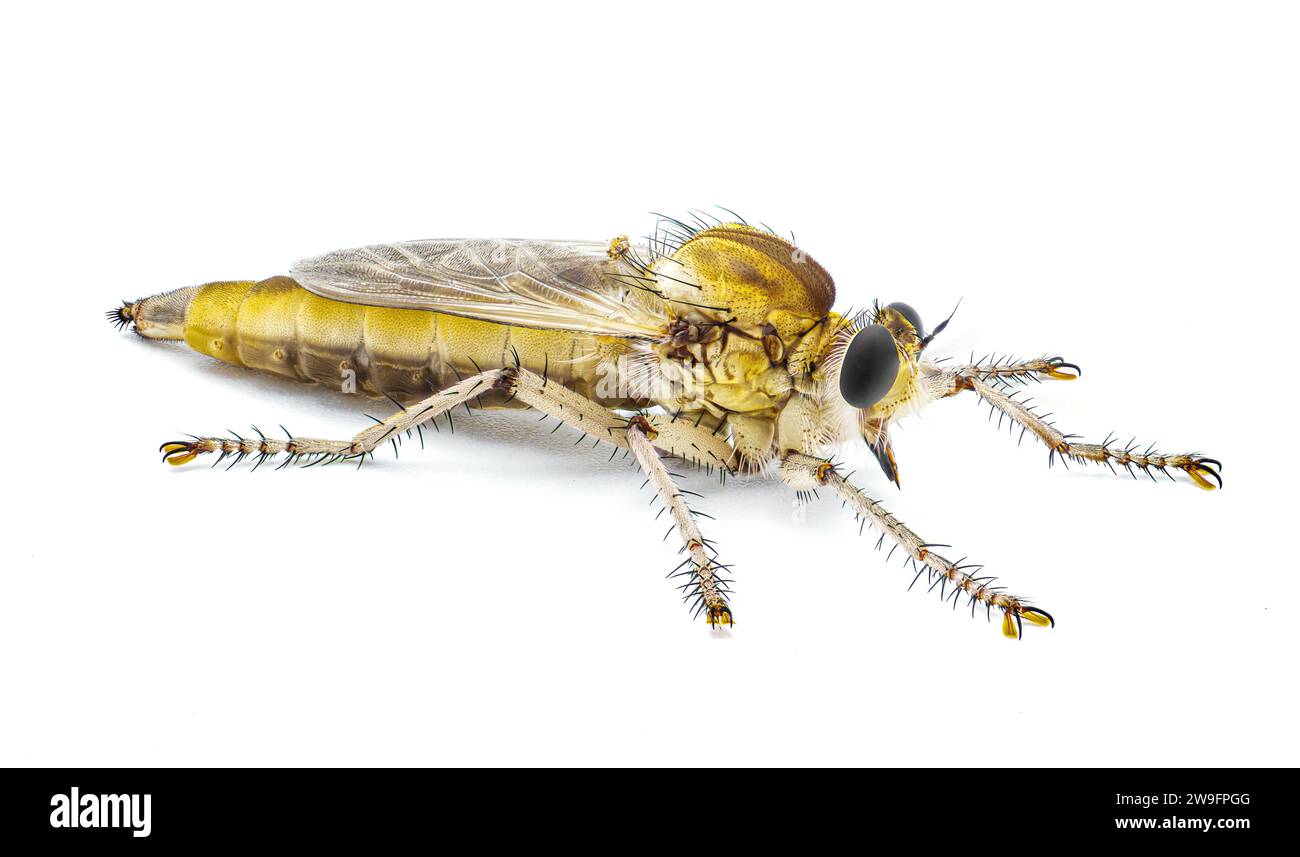 grande mouche voleuse ou voleuse fraîche de pupa eclosion stade ténéral ...