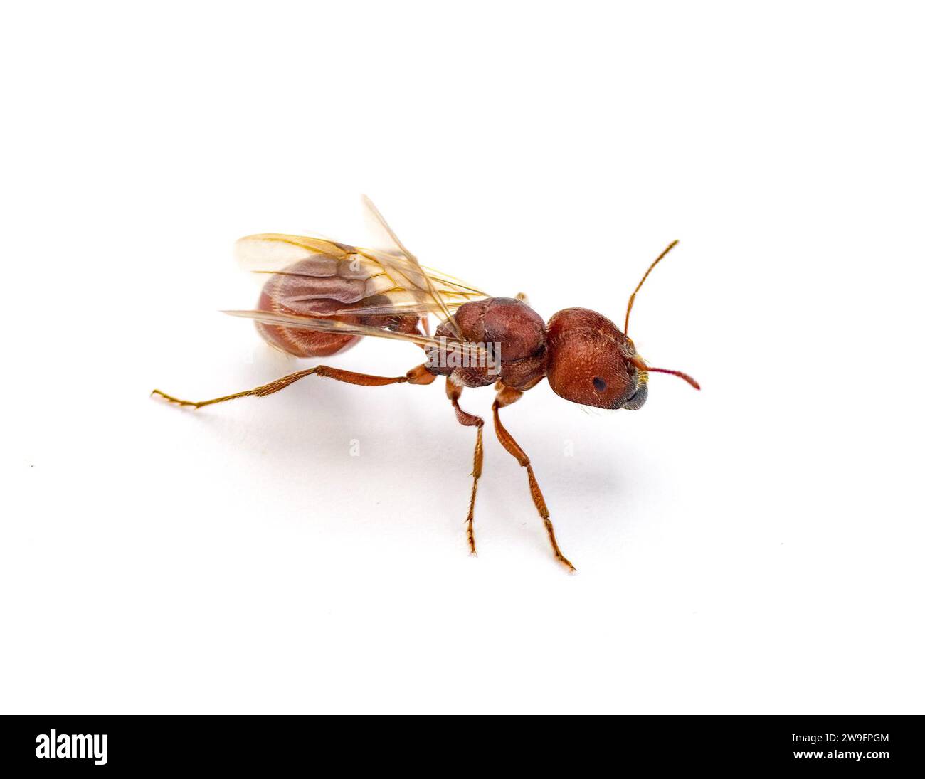 Reine fourmi volante Banque d'images détourées - Alamy