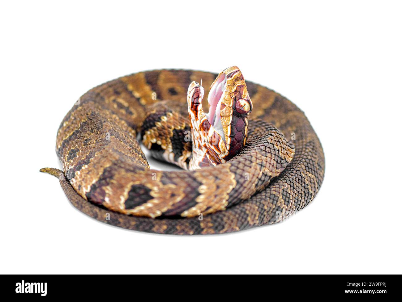 Le serpent cotonnier de Floride - Agkistrodon conanti - est une espèce ...