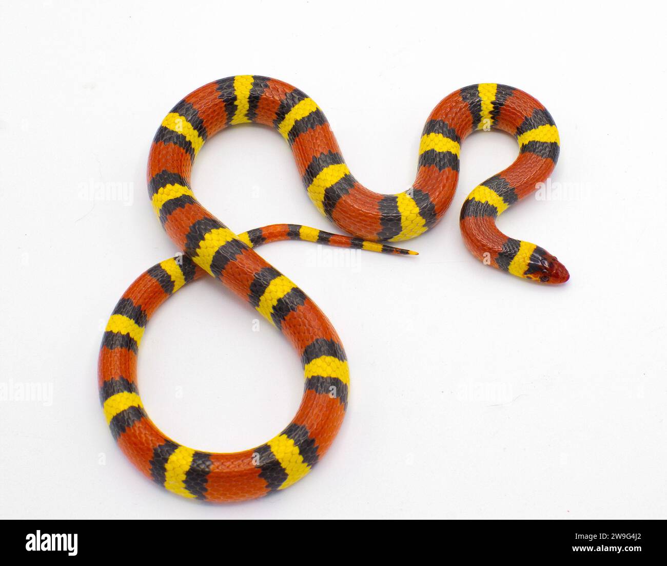 Coral snake mimic Banque de photographies et d’images à haute ...