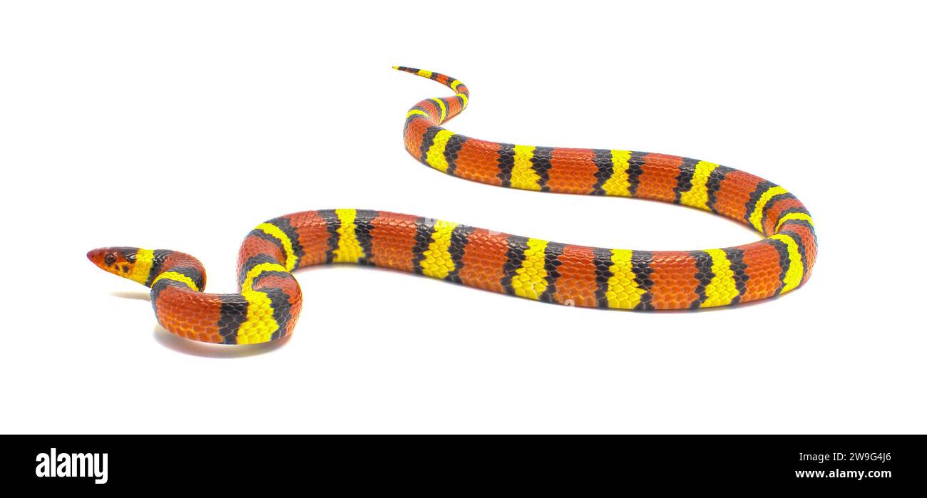 Serpent écarlate lampropeltis triangulum elapsoides Banque de ...