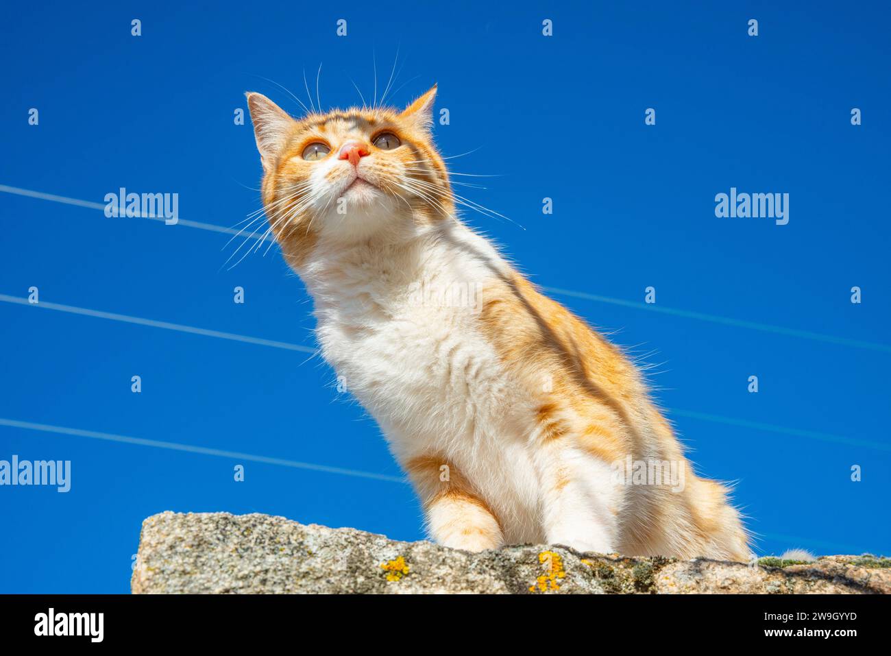 Le chat qui venait du ciel Banque de photographies et d’images à haute ...