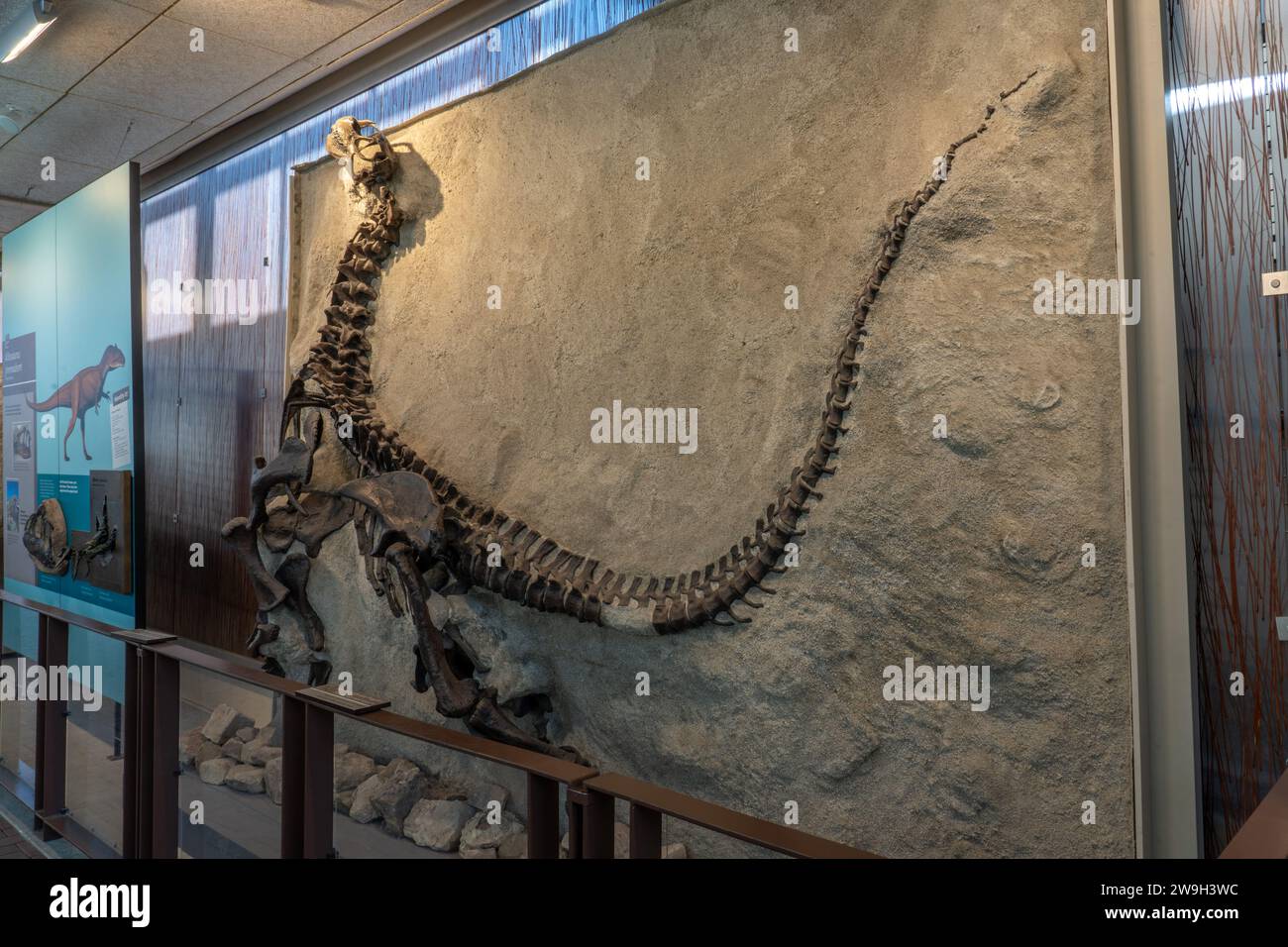 Squelette fossilisé d'un jeune camarasaurus dans le Quarry Exhibition ...