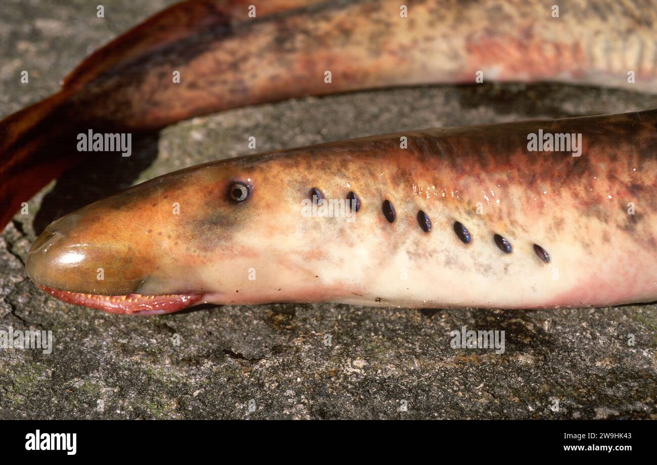 La lamproie marine (Petromyzon marinus) est un cyclostome parasite qui ...