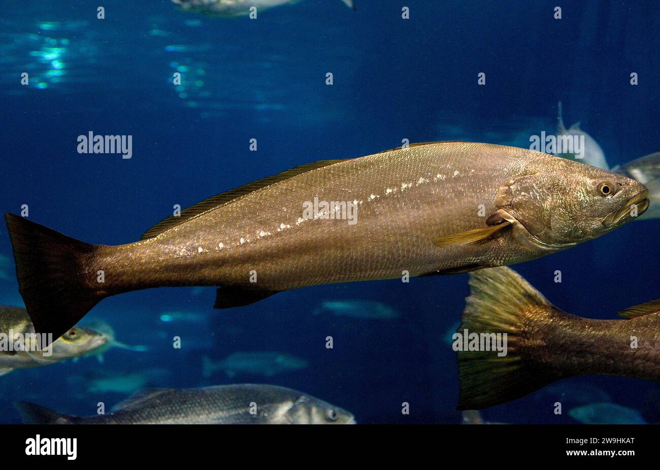 Le Meagre (Argyronomus regius) est un poisson marin originaire de la ...
