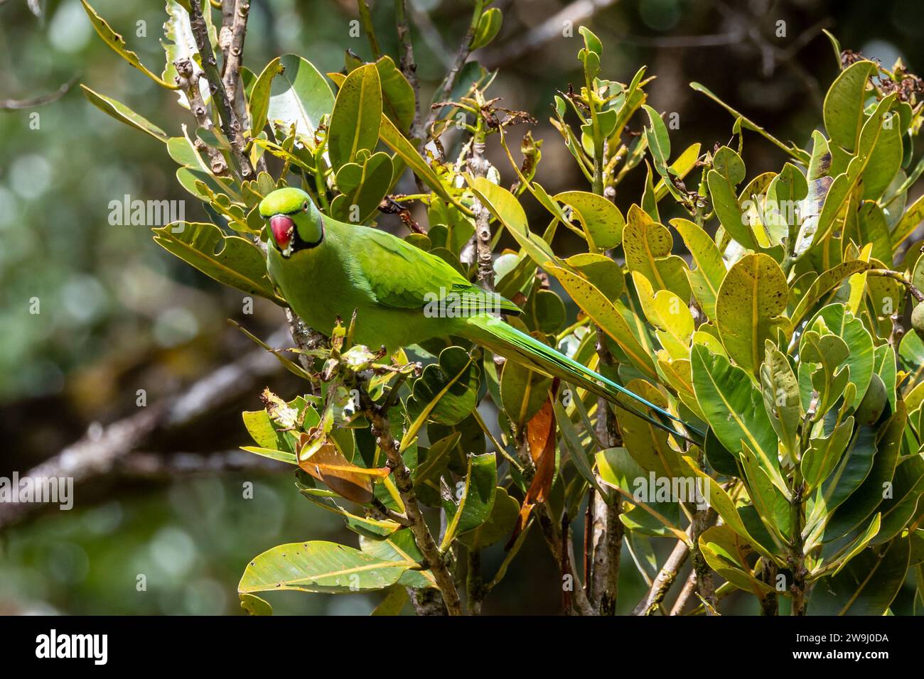 Perruche noire Banque de photographies et d’images à haute résolution ...