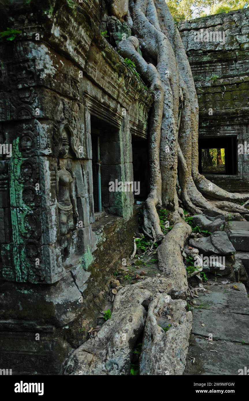 Tomb raider tree Banque de photographies et d’images à haute résolution ...