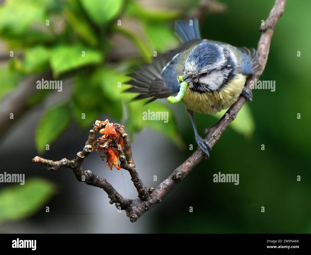 La mésange bleue est une espèce de passereau de la famille, Paridae Mésange. Il est facilement ...