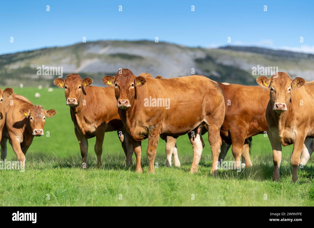 Troupeau de bovins de boucherie pedigree Limousin, une race originaire de la région de Limoges ...