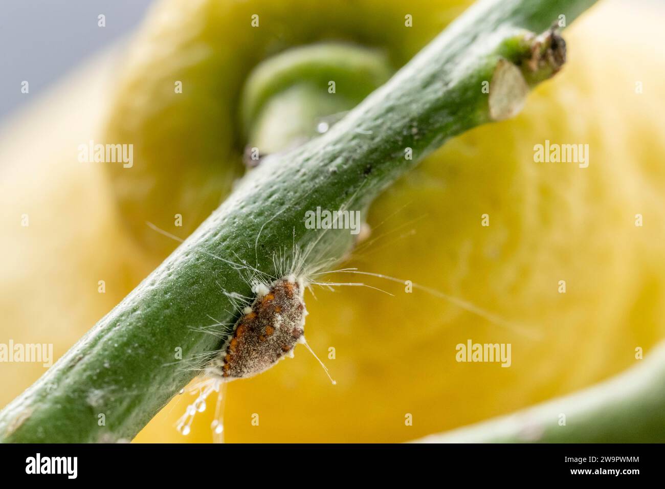 Citrus mealybug Banque de photographies et d’images à haute résolution ...