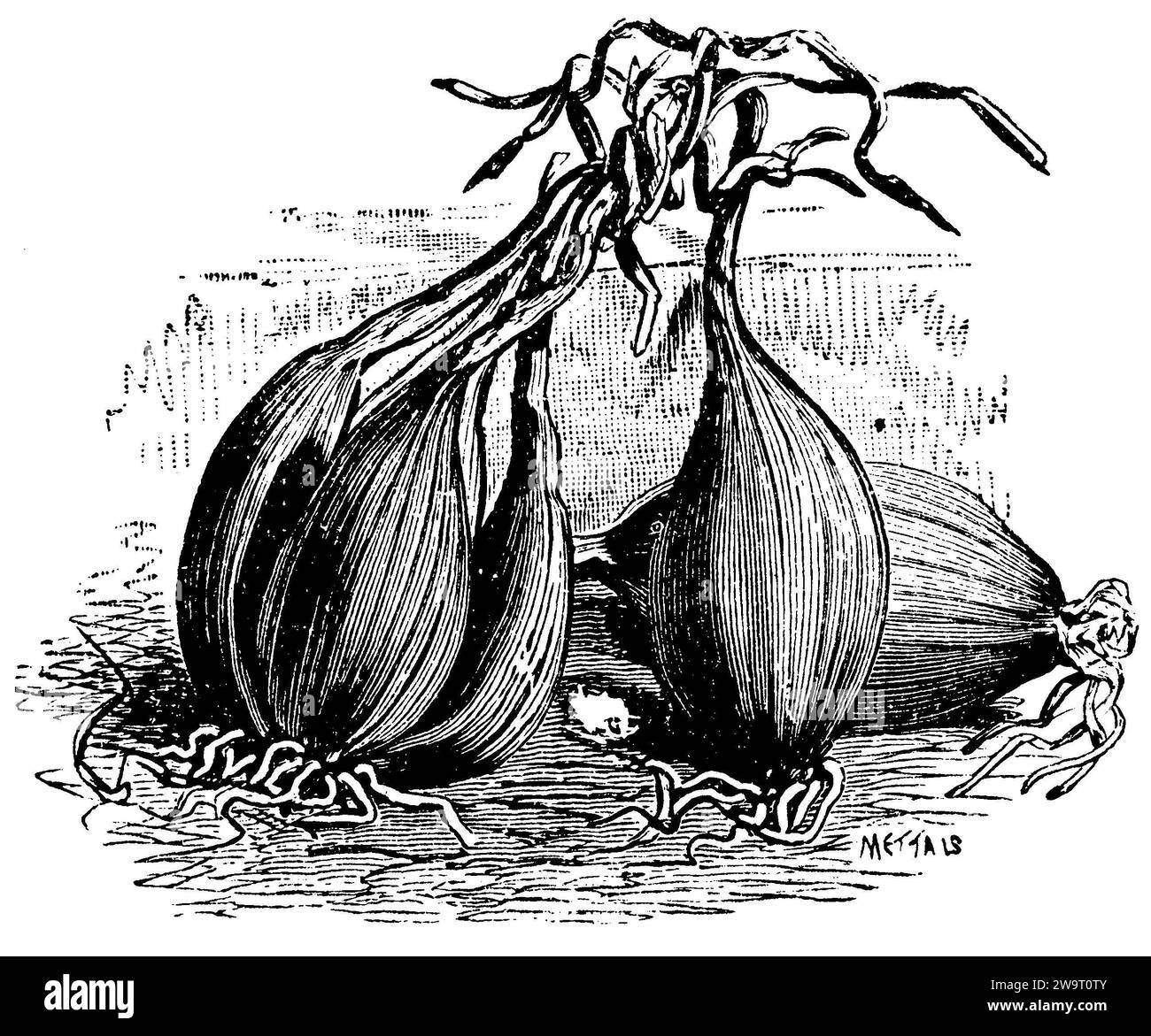 Échalote, variété : véritable échalote grise allemande 'Delikatess ...