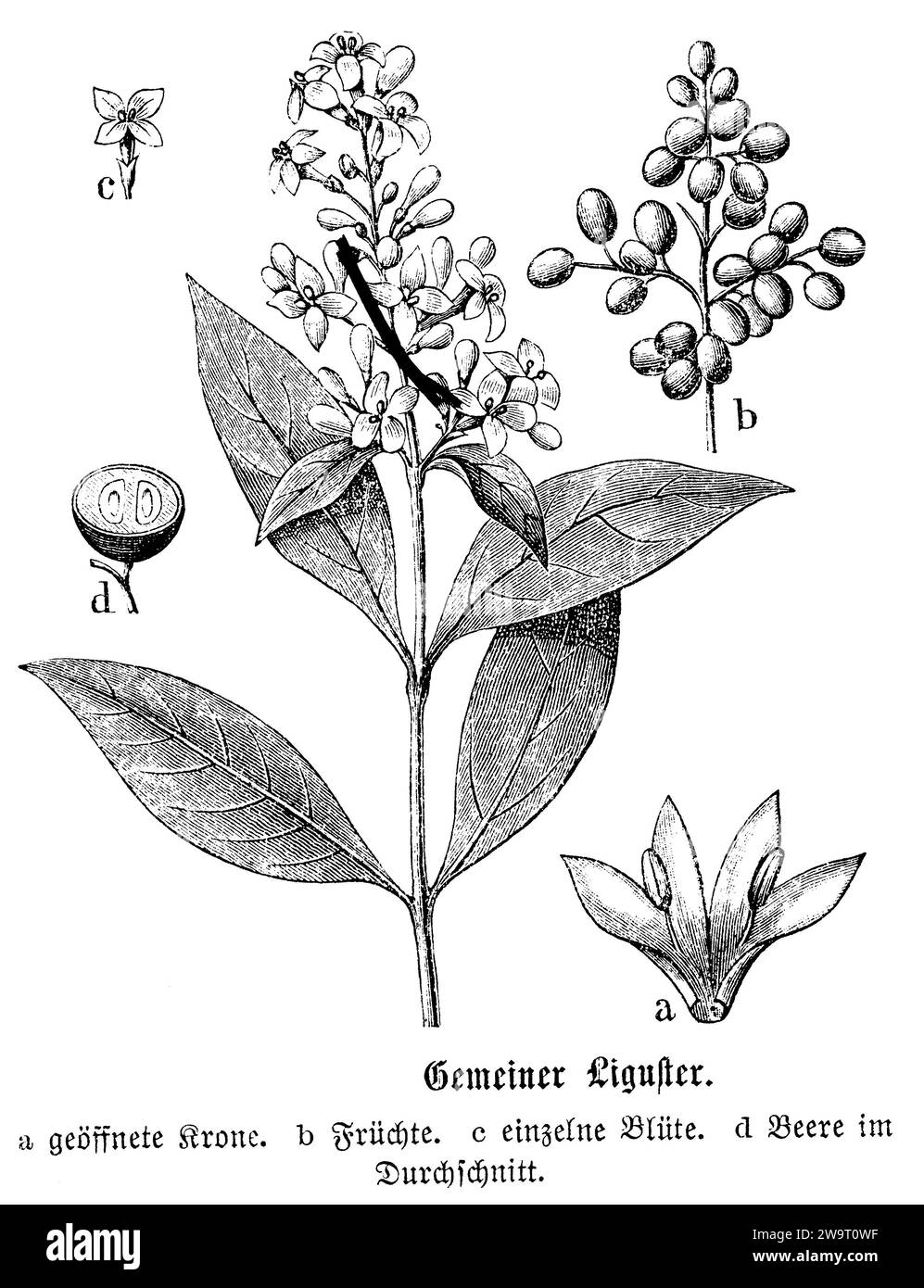 Ligustrum vulgare dessin Banque d'images détourées - Alamy