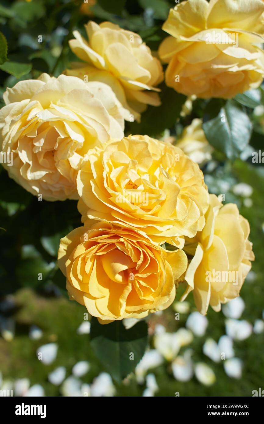 Ligne rosa renaud Banque de photographies et d’images à haute ...