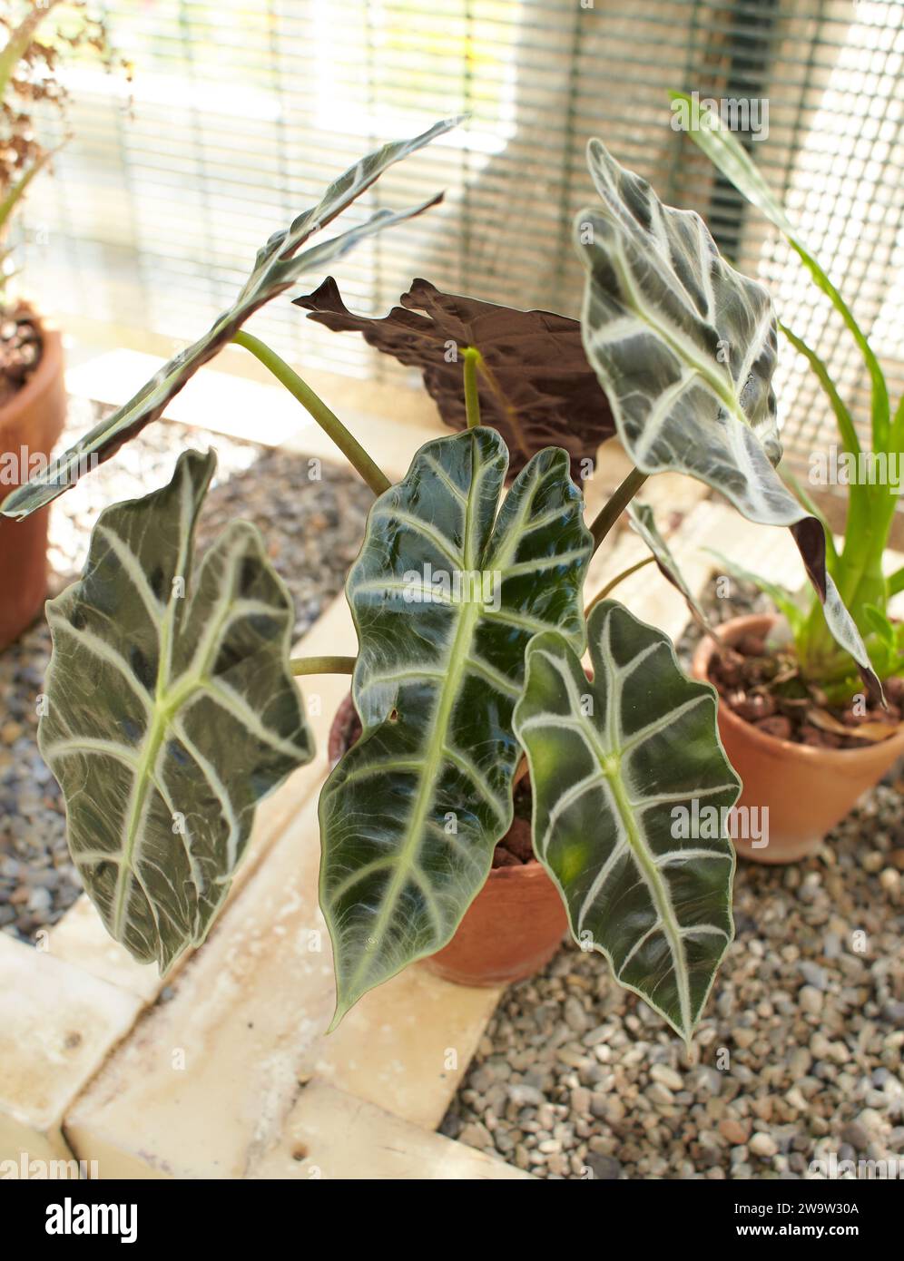 Jesus plant tree Banque de photographies et d’images à haute résolution ...