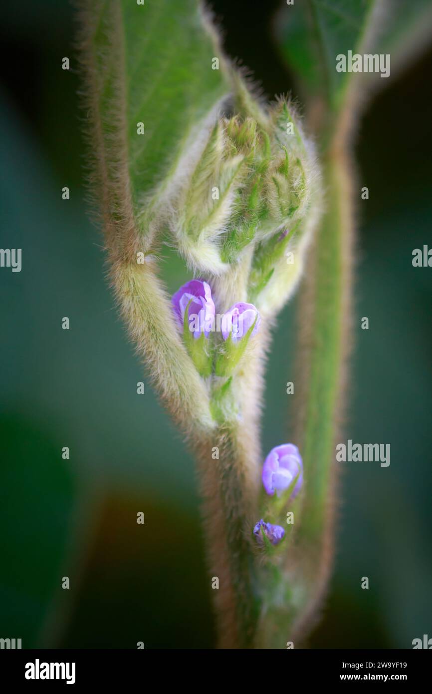 Culture de soja dans le champ sans OGM. Glycine max, soja, germe de ...
