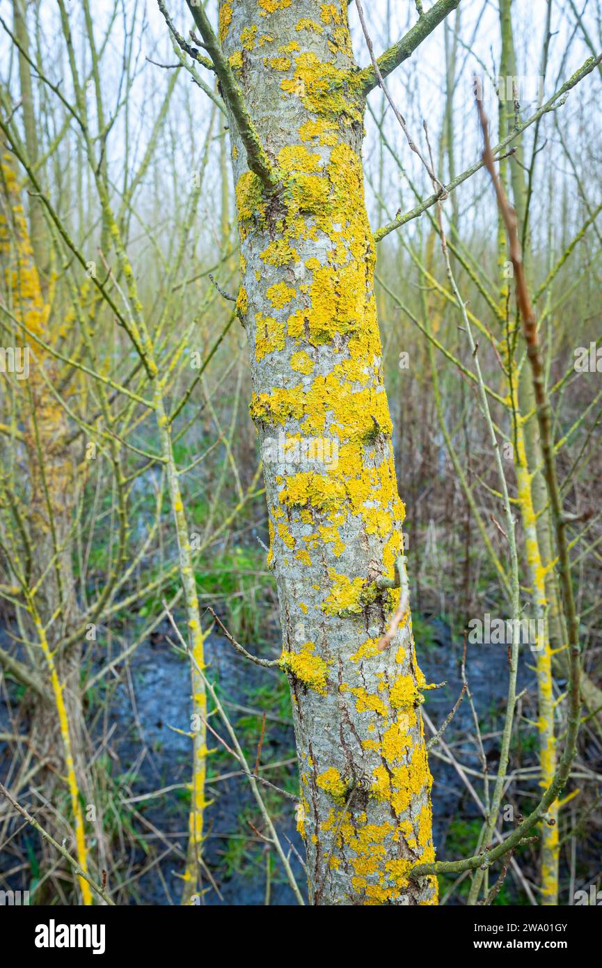 Lichen de poussière d'or, également connu sous le nom de lichen de ...