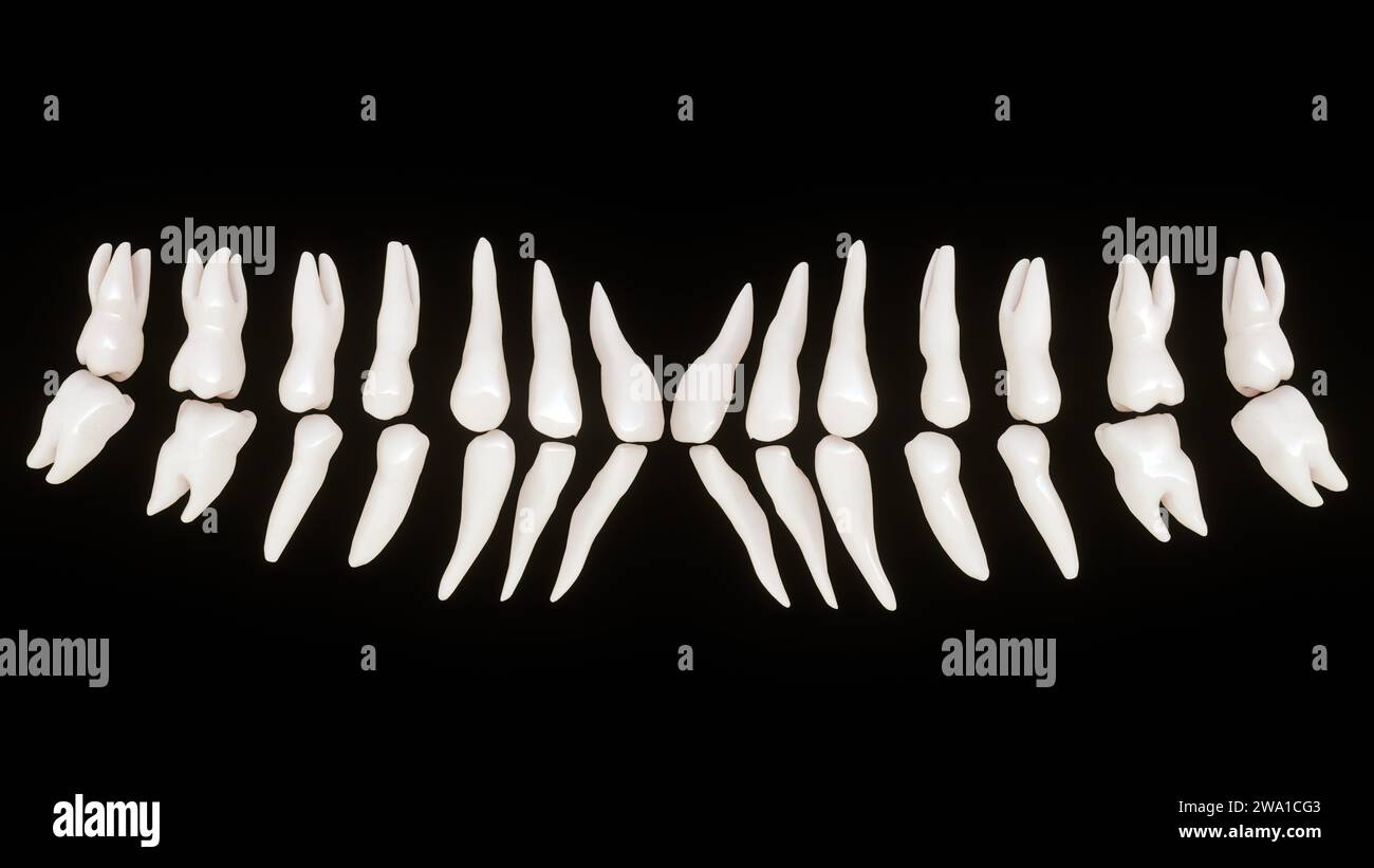 Estructura de los dientes Banque de photographies et d’images à haute ...
