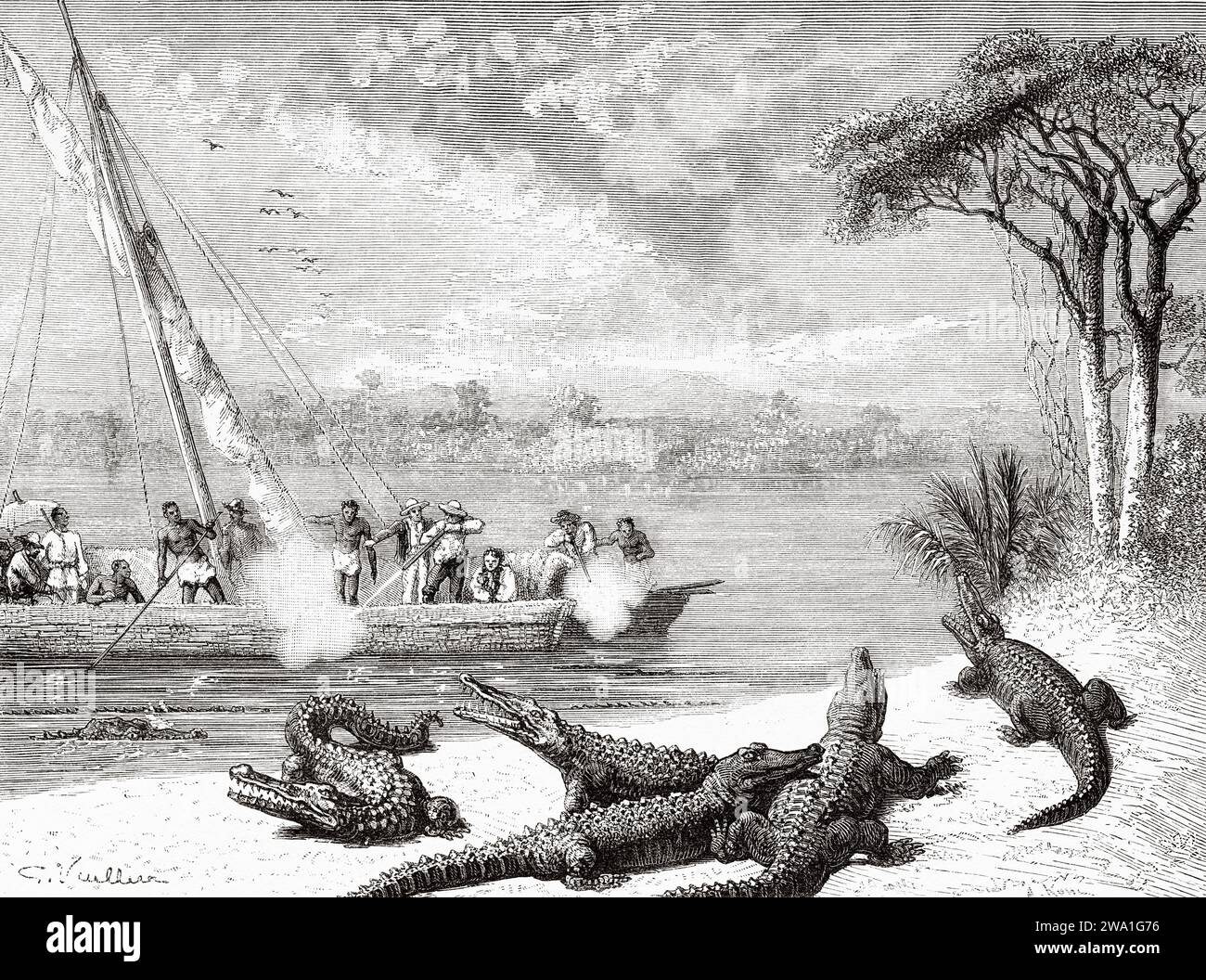 Chasse aux alligators. République du Panama. Amérique centrale ...