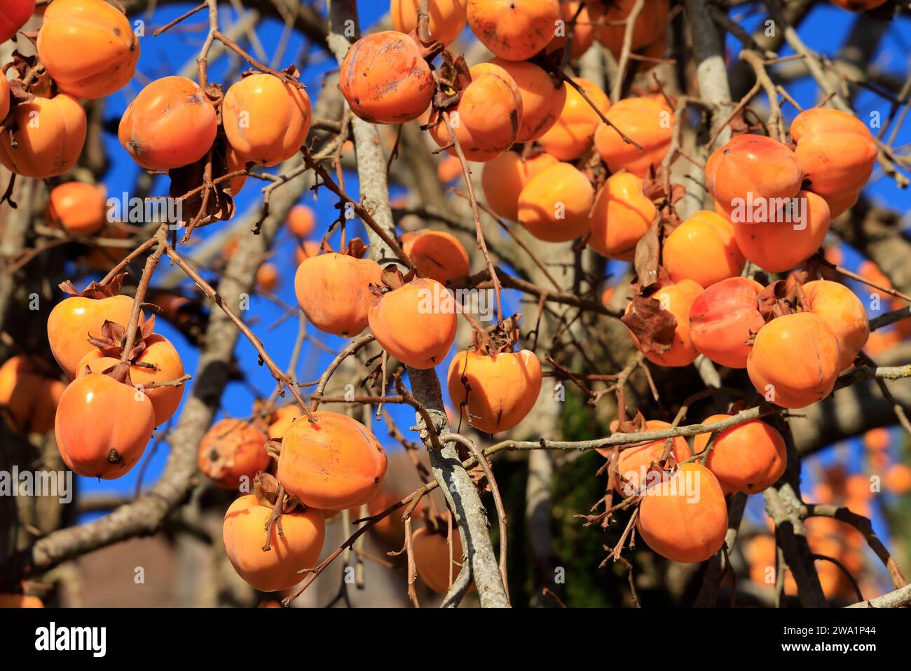 Cet arbre est un kaki dont le fruit est kaki. Kaki mûr sur un kaki en ...