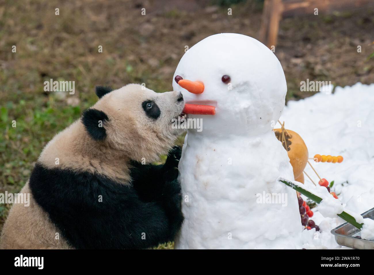 CHONGQING, CHINE - 1 JANVIER 2024 - Un panda géant mange à côté d'un ...