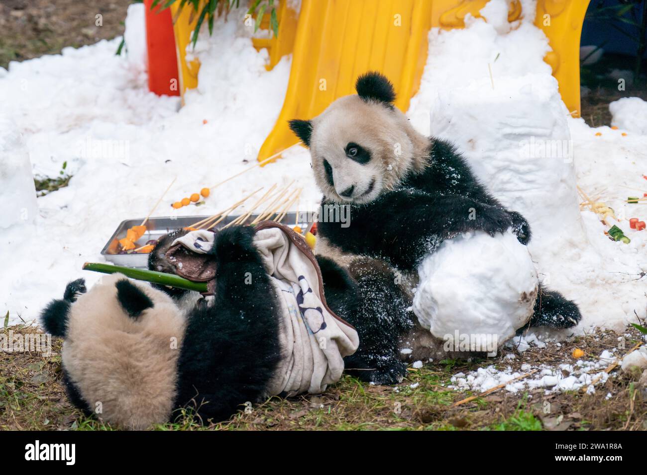 CHONGQING, CHINE - 1 JANVIER 2024 - deux pandas géants mangent à côté d ...