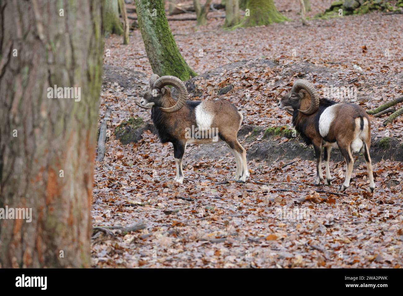 Europäischer Mufflon Ovis gmelini musimon, Berlin, Wildtiergehege im ...