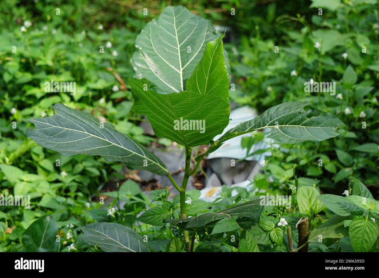 Ficus septica (awar-awar, bar-abar, ki ciyat, bobutu, tagalolo, tobo ...