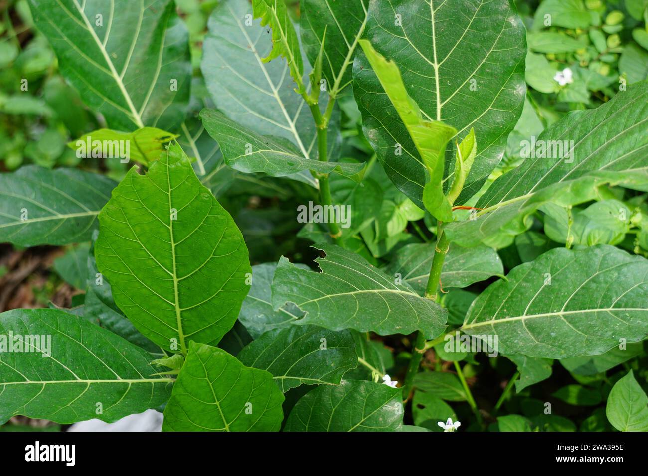 Ficus septica (awar-awar, bar-abar, ki ciyat, bobutu, tagalolo, tobo ...