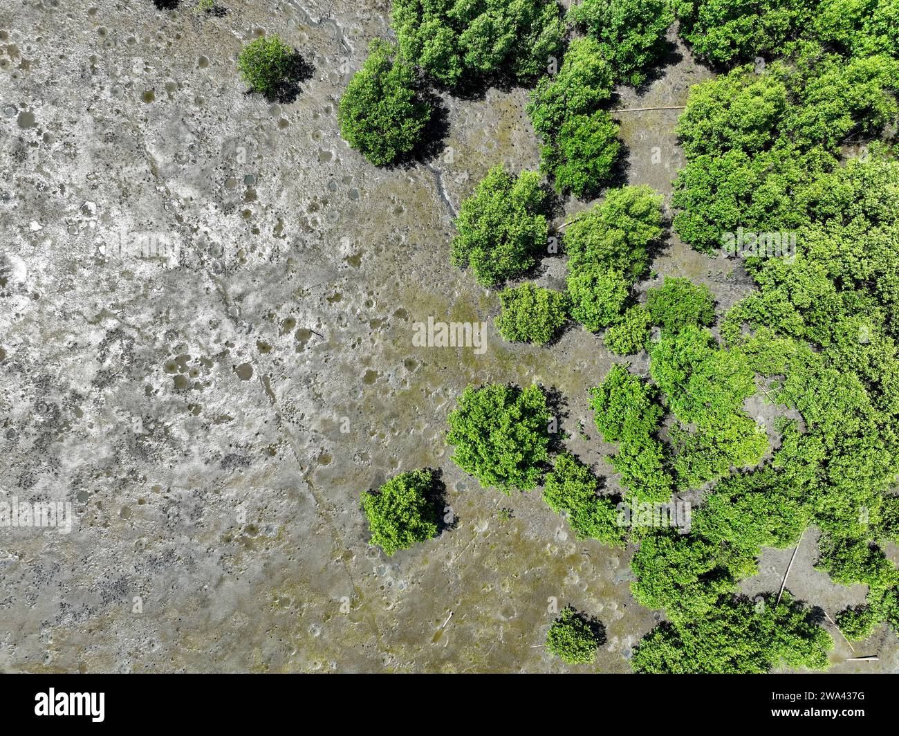 Forêt de mangroves verte avec lumière du soleil du matin. Écosystème de ...